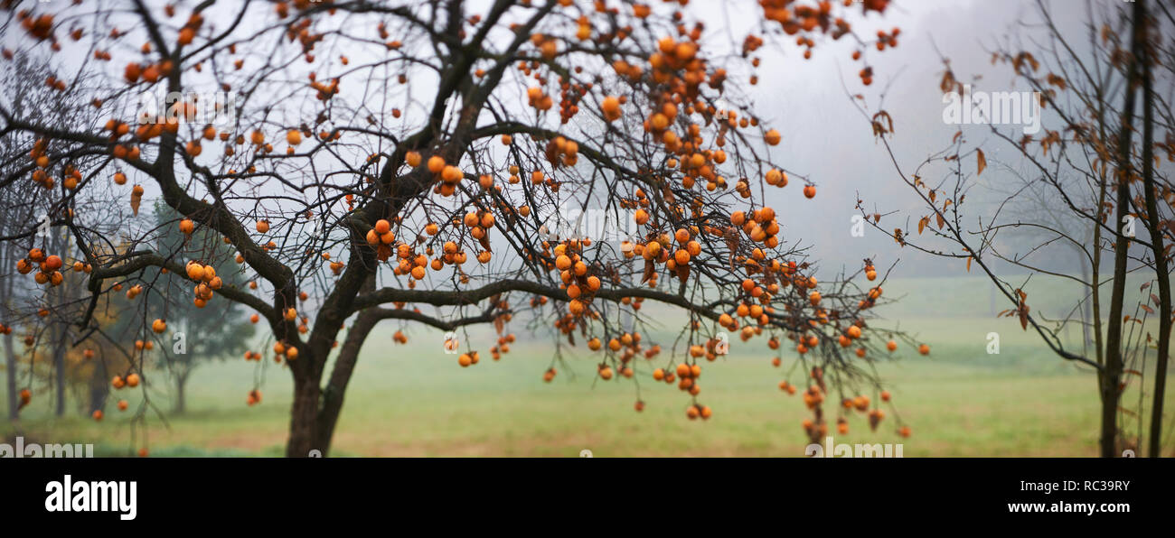 Overview of a beautiful persimmon tree photographed in late fall ...