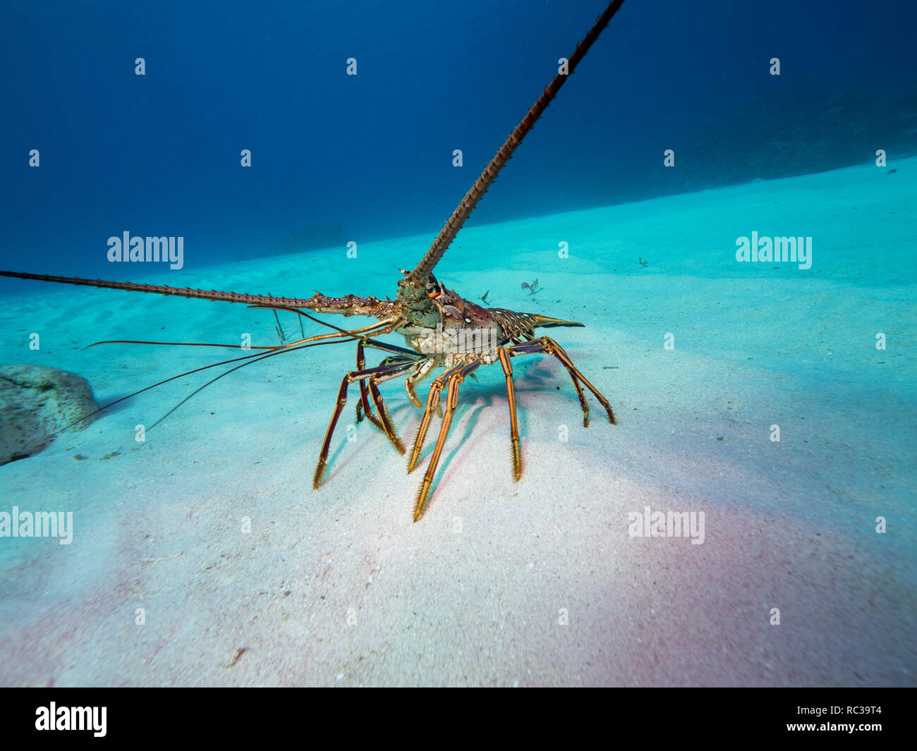 Langouste hi-res stock photography and images - Alamy