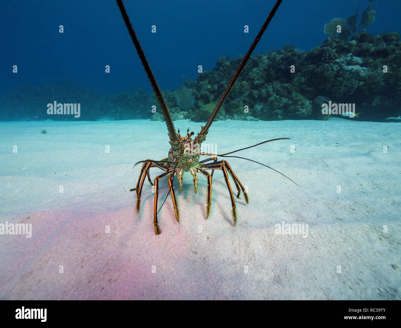 Langouste hi-res stock photography and images - Alamy