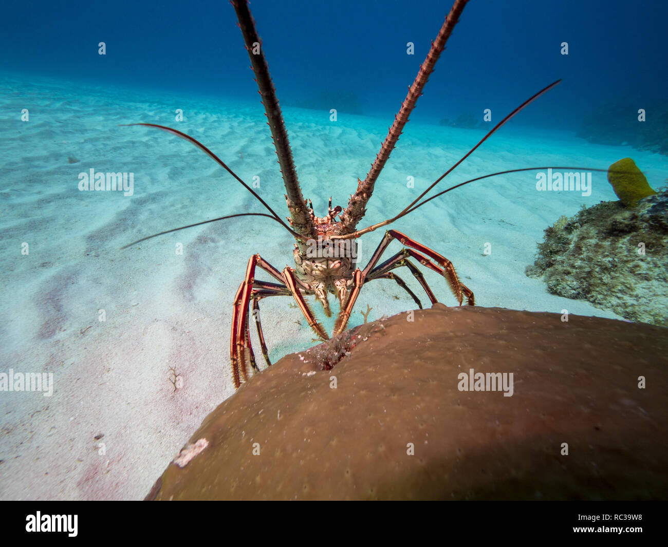 Langouste hi-res stock photography and images - Alamy