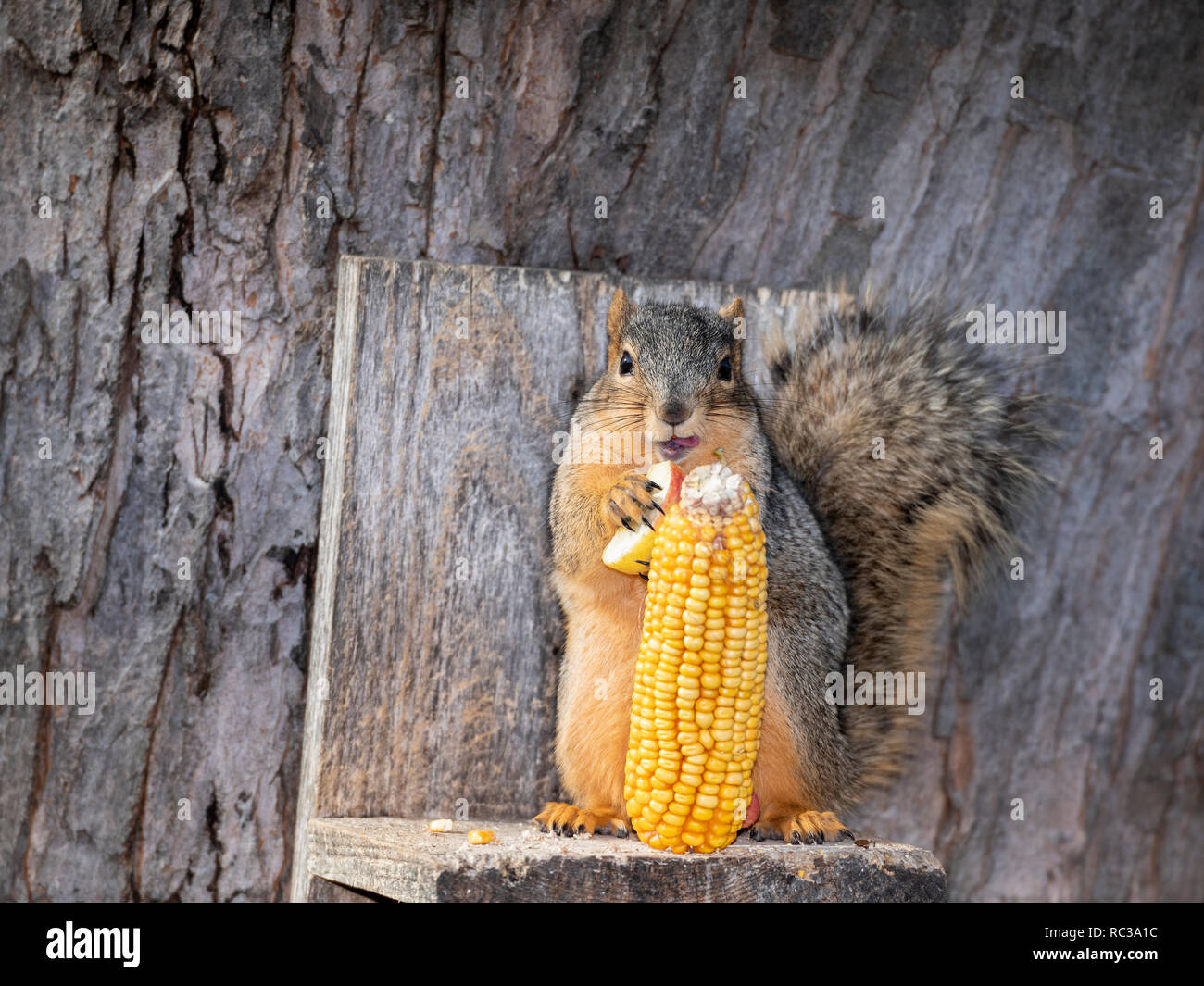 Fox squirrel on feeder eating apple Stock Photo - Alamy