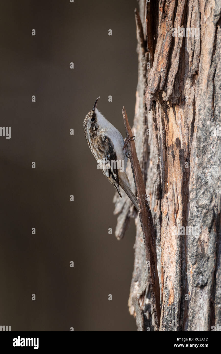 Brown creeper bird hi-res stock photography and images - Alamy