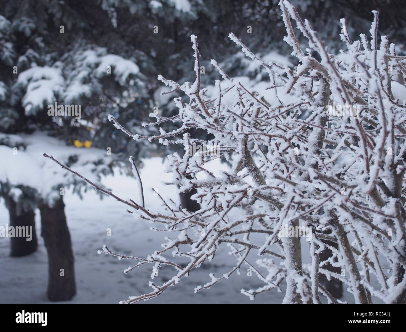Snow and frost crystals lie on the branches of trees. Winter. Frosts ...