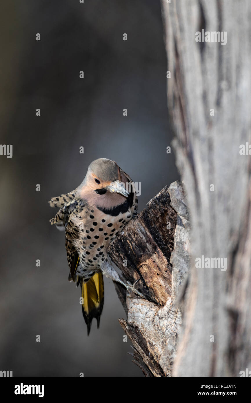 Yellow shafted Northern Flicker Stock Photo - Alamy
