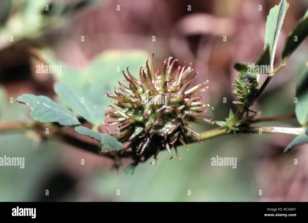 Bur Seed High Resolution Stock Photography and Images - Alamy