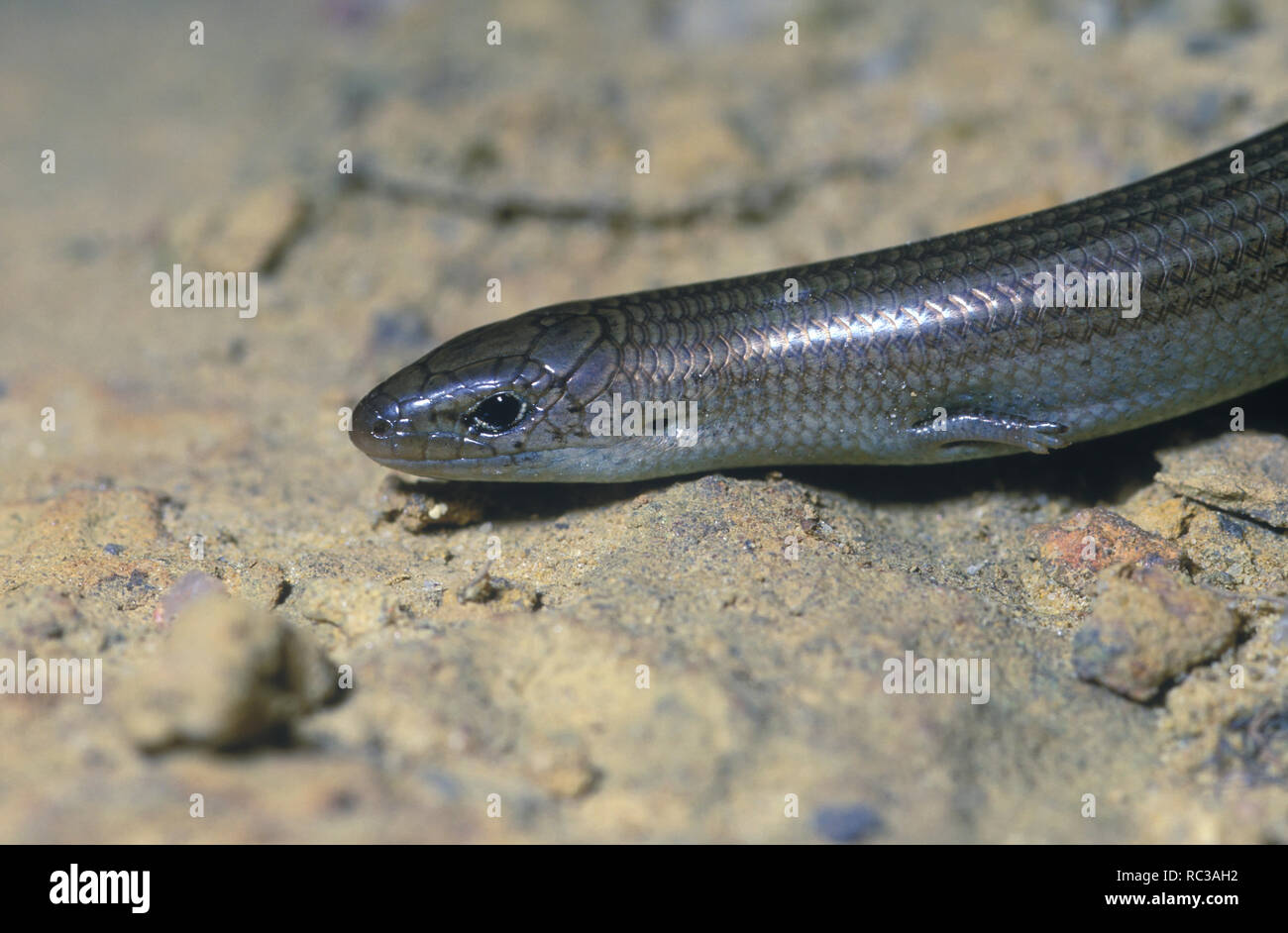 Western Three Toed Skink High Resolution Stock Photography and Images ...
