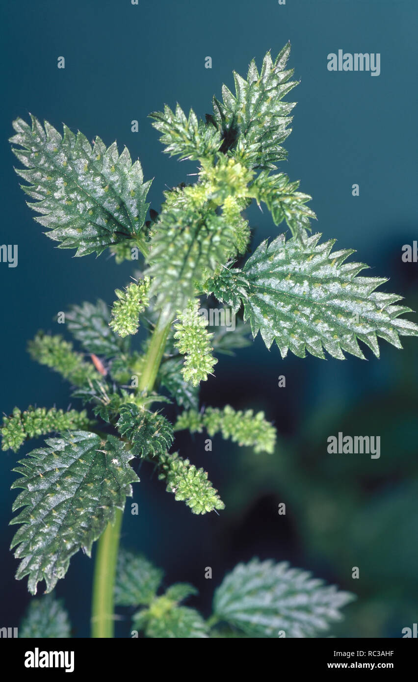 Plant Native To Europe And Africa High Resolution Stock Photography and ...