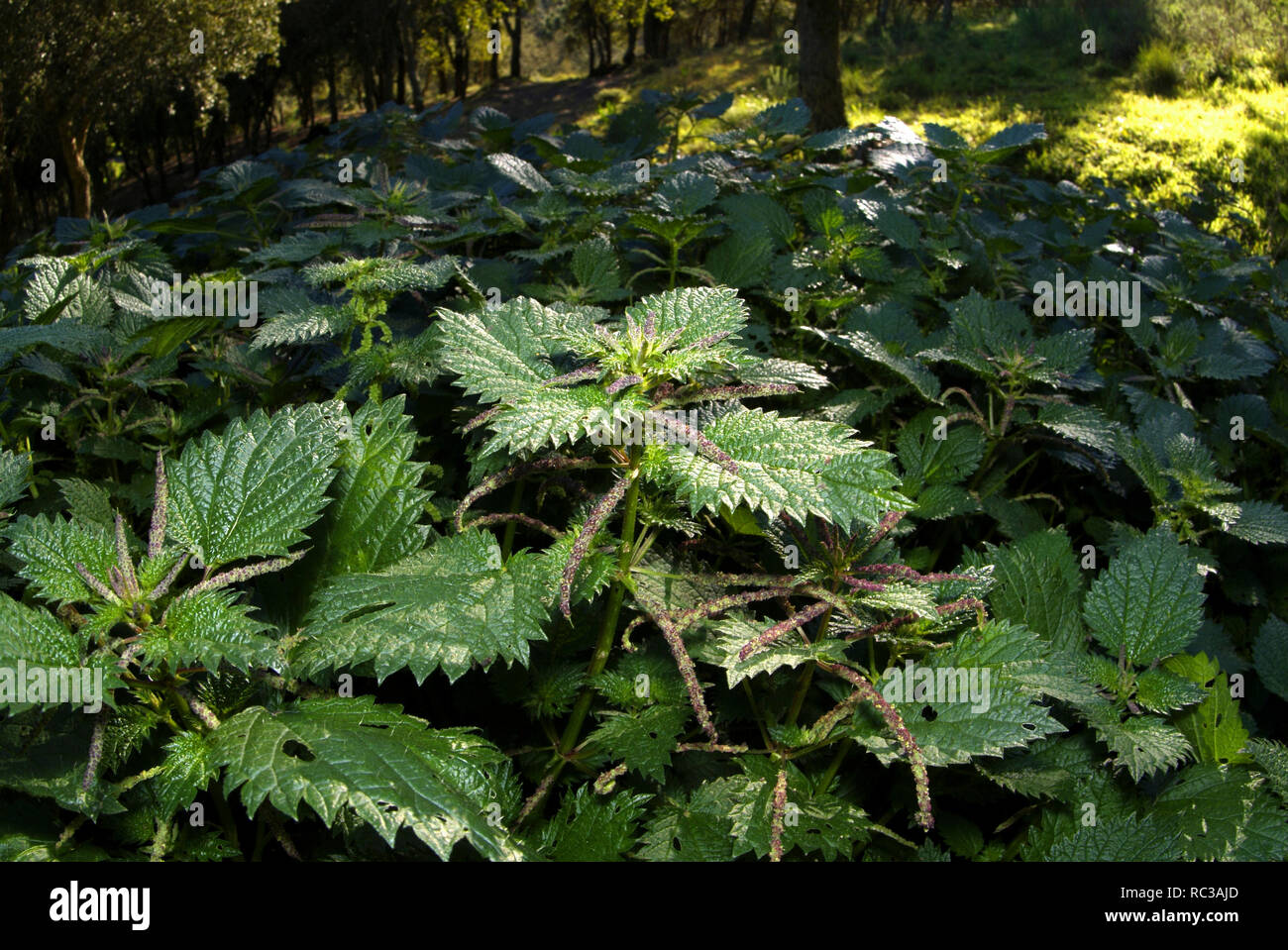 Plant Native To Europe And Africa High Resolution Stock Photography and ...