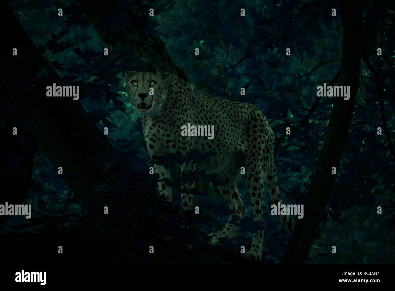 Cheetah tree hi-res stock photography and images - Alamy