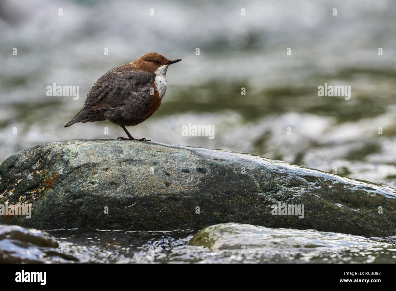 Dipper By Water High Resolution Stock Photography and Images - Alamy