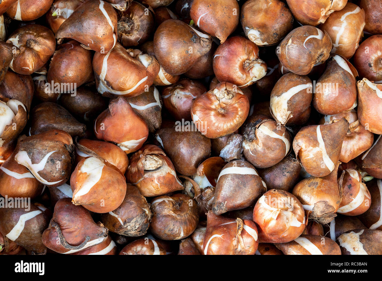 Tulip bulbs ready to plant hi-res stock photography and images - Alamy