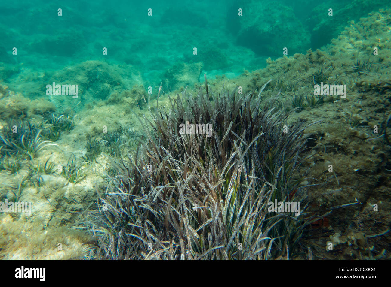 Posidonia Seagrass. Posidonia oceanica. Large patch growing in shallows ...