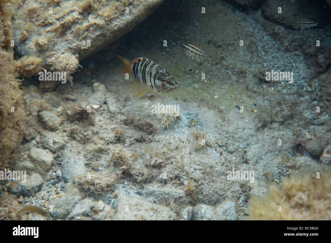 Painted Comber. Serranus scriba. Single adult swimming near seabed ...