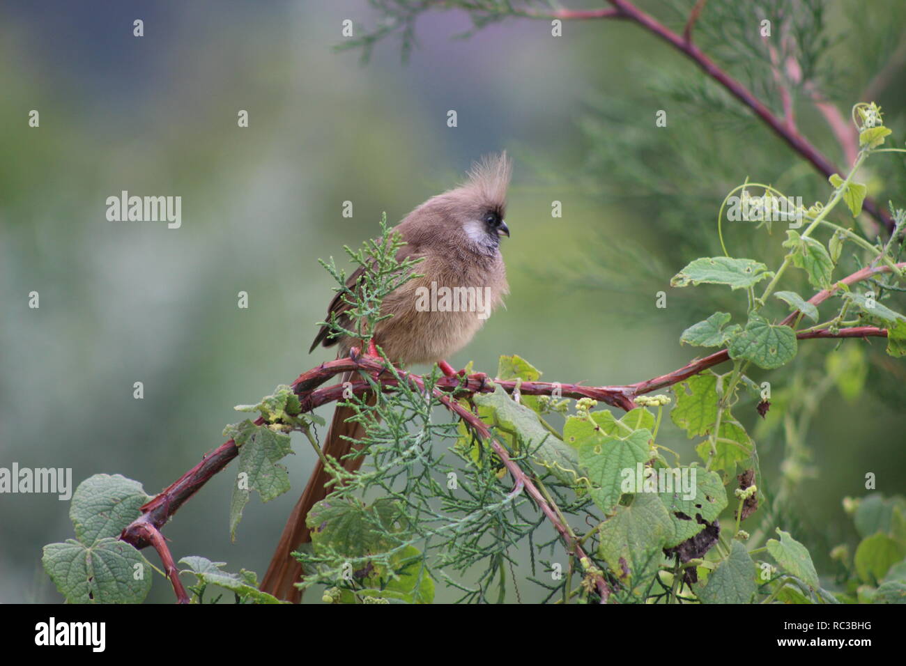 Speckled mousebird (Colius striatus) on branch, Bwindi National Park ...