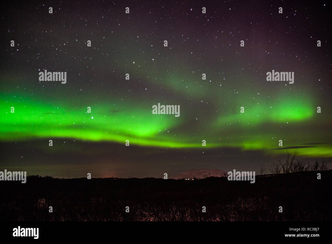 Northern Lights light out the dark night in iceland, with 1000's of ...