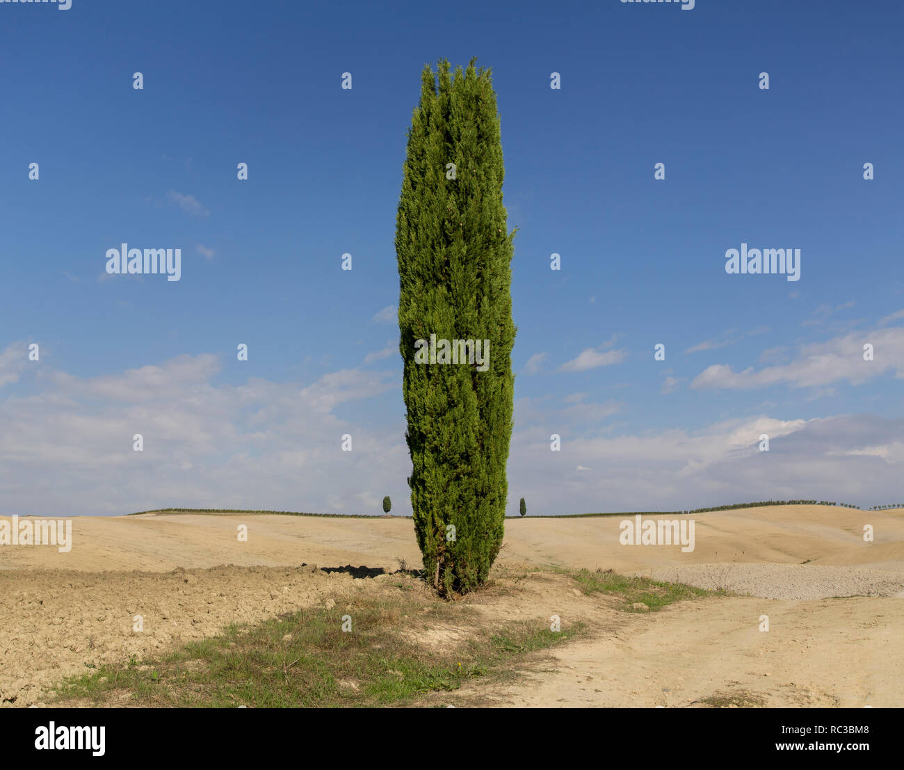 Big cypress tree in the middle of the photo in an agricultural field ...
