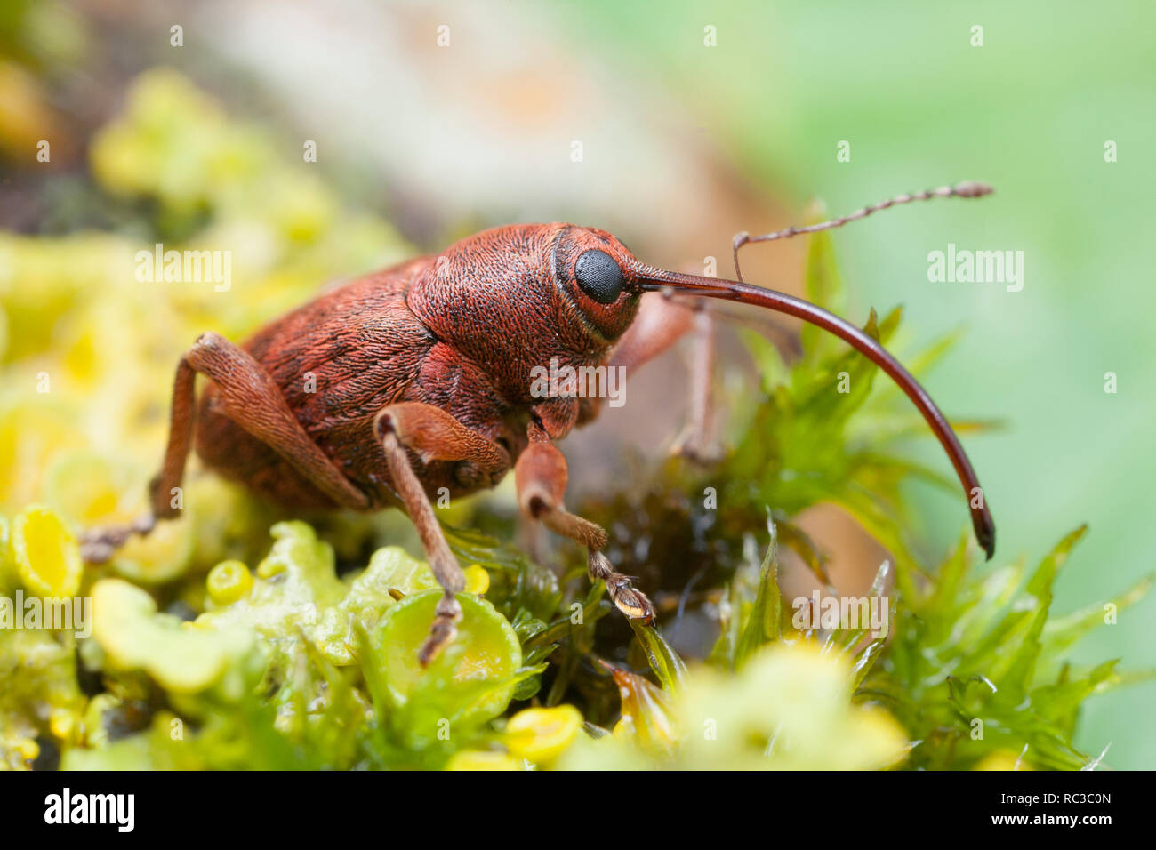 An Acorn Weevil, Curculio glandium. The acorn weevil has a ...