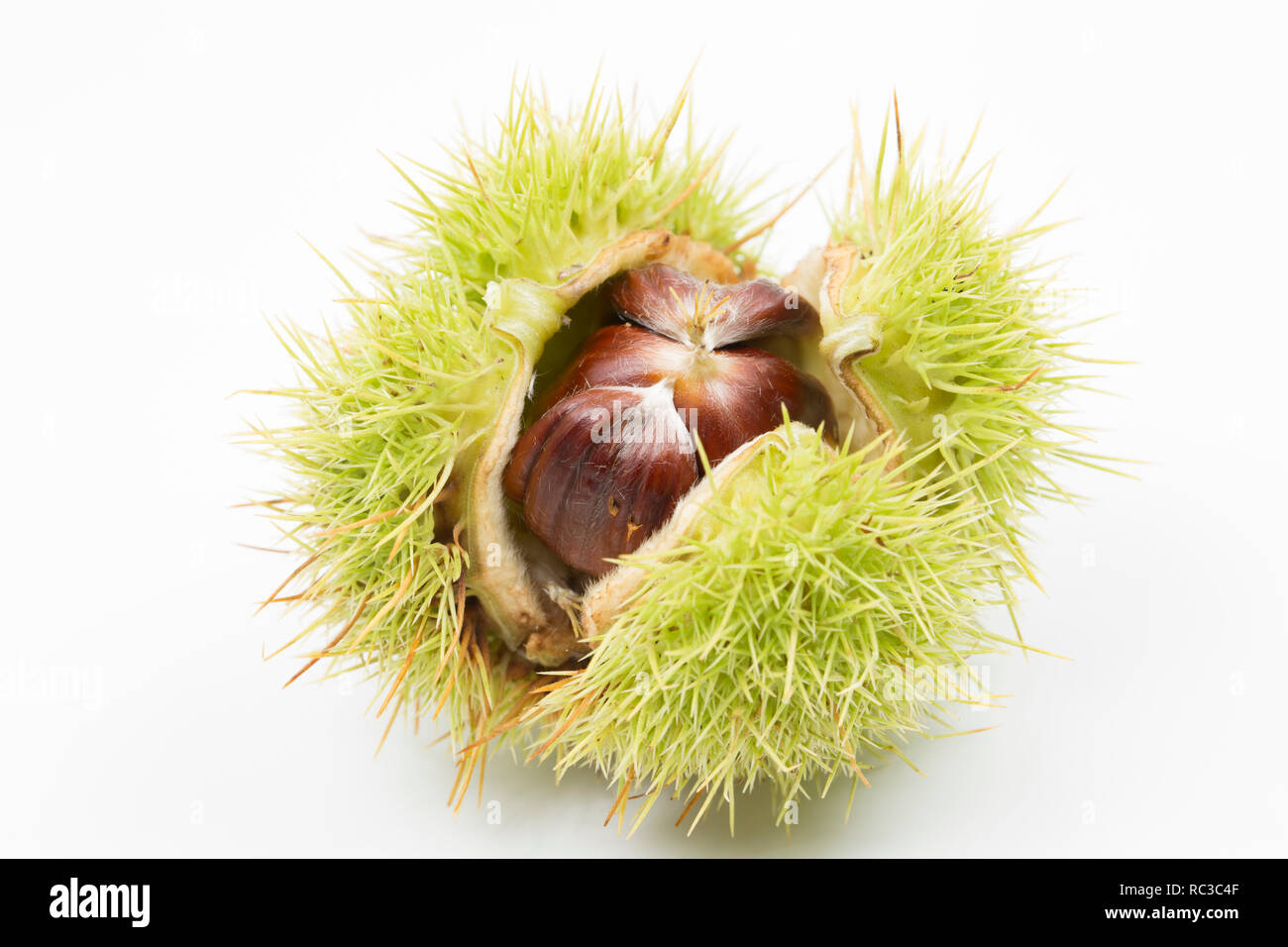 Capsule shell hi-res stock photography and images - Alamy