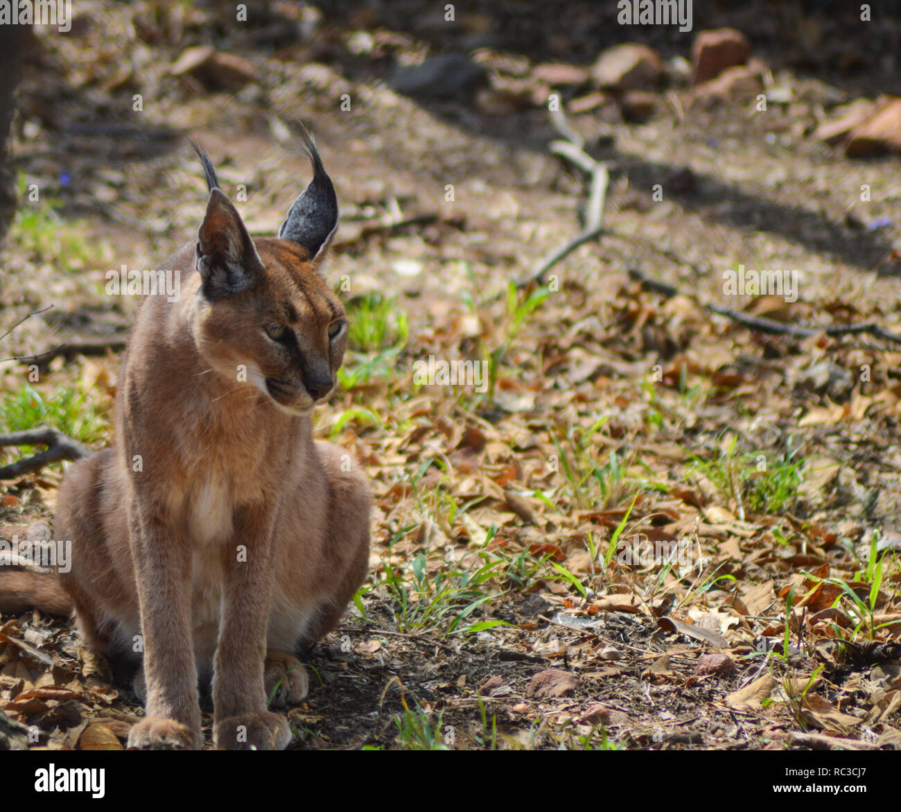 African golden cat hi-res stock photography and images - Alamy
