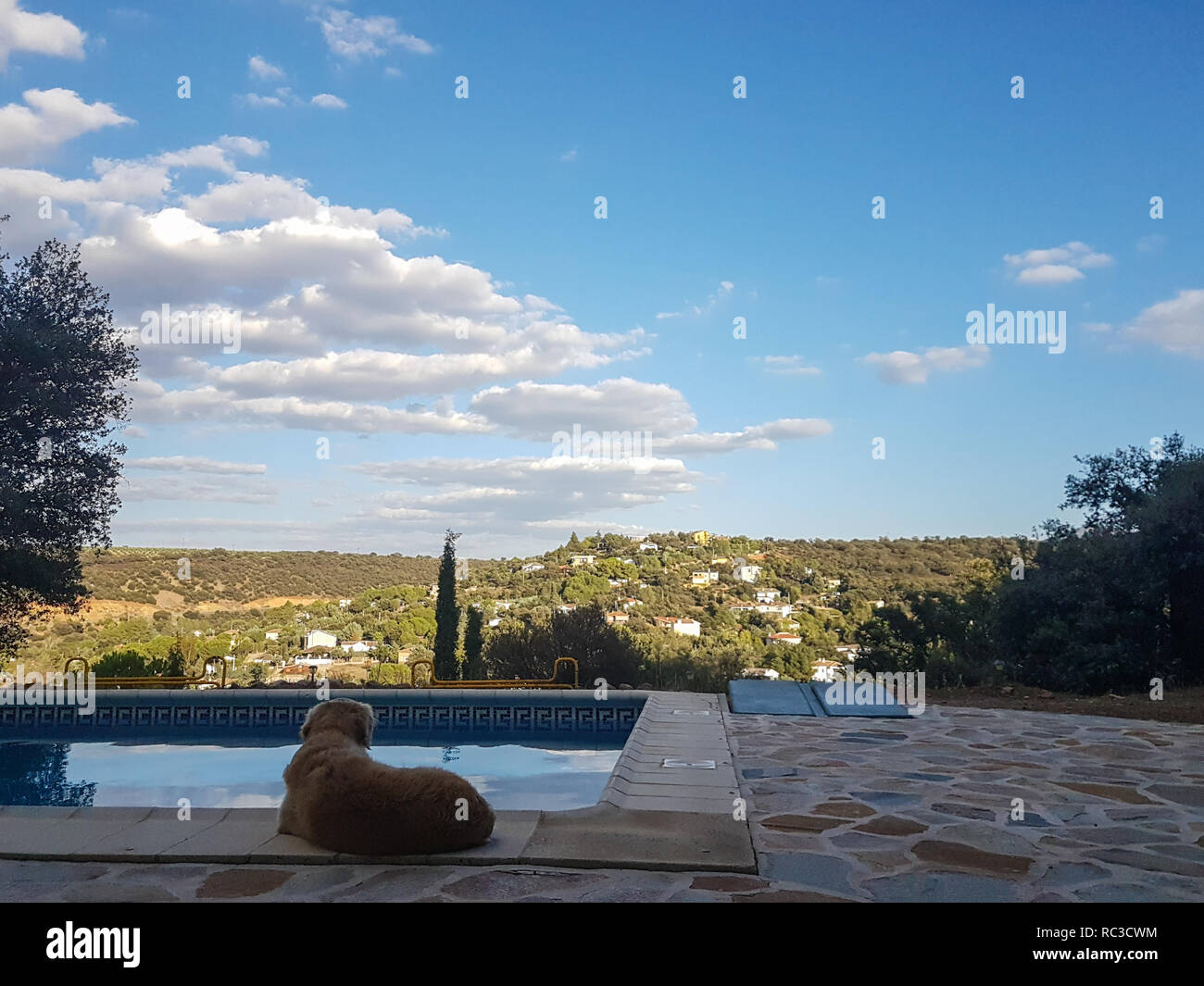 a dog contemplating the landscape in the garden of a house with a pool ...