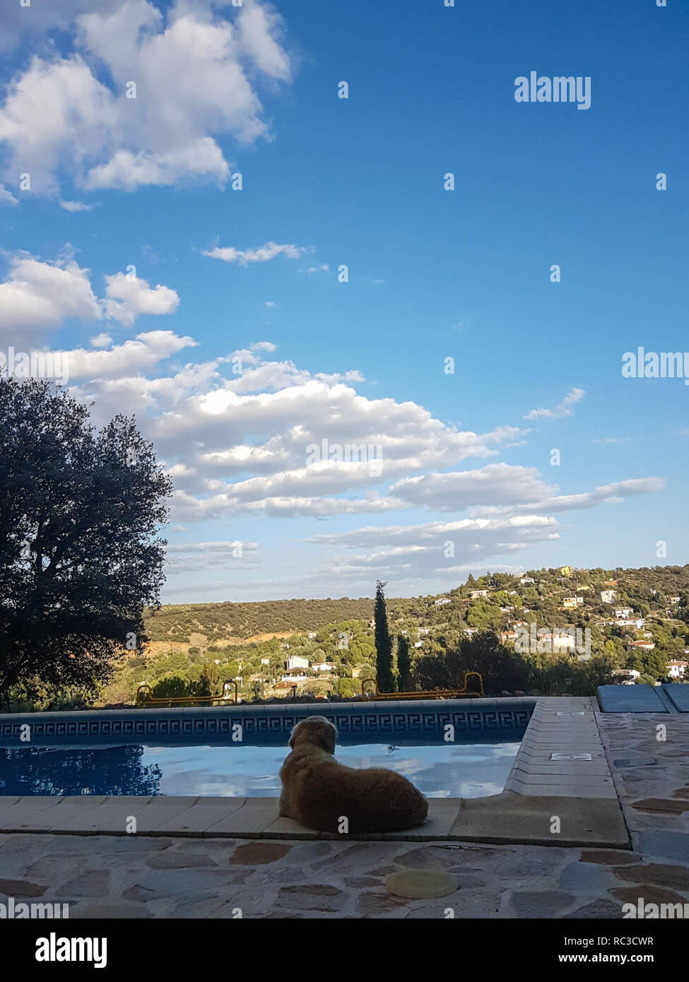 a dog contemplating the landscape in the garden of a house with a pool ...