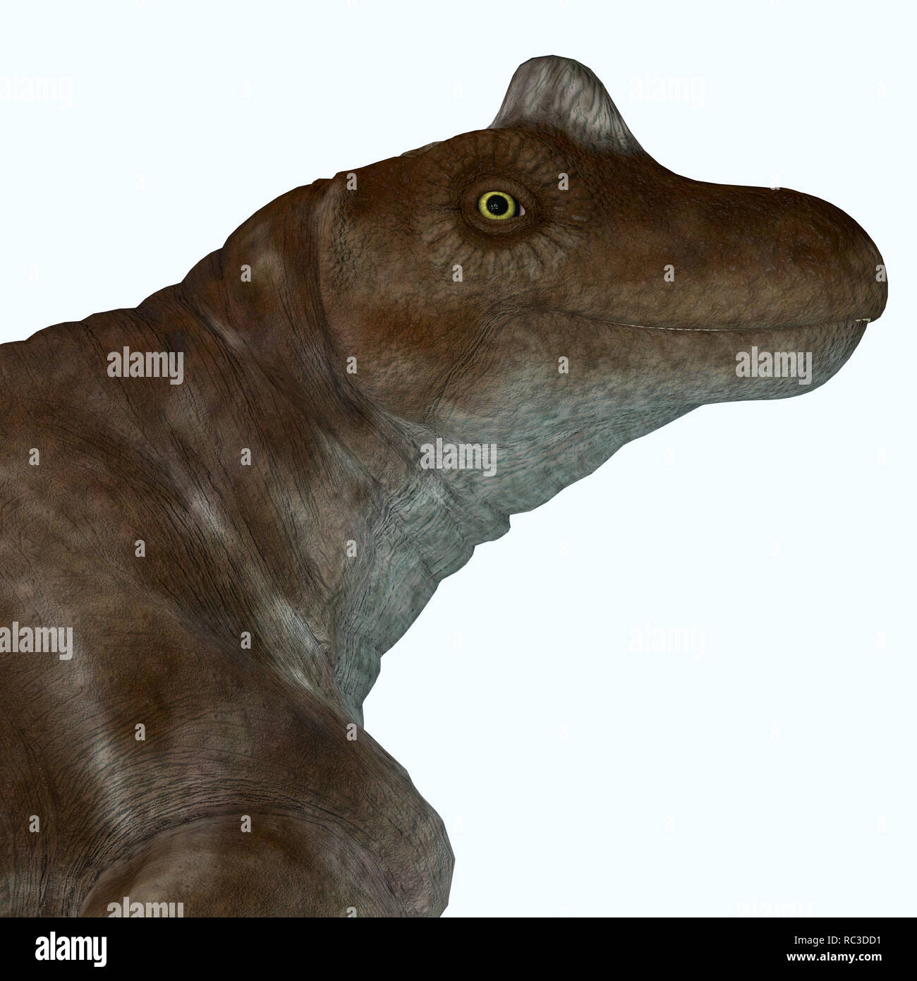 Keratocephalus Dinosaur - Keratocephalus was a primitive herbivore ...
