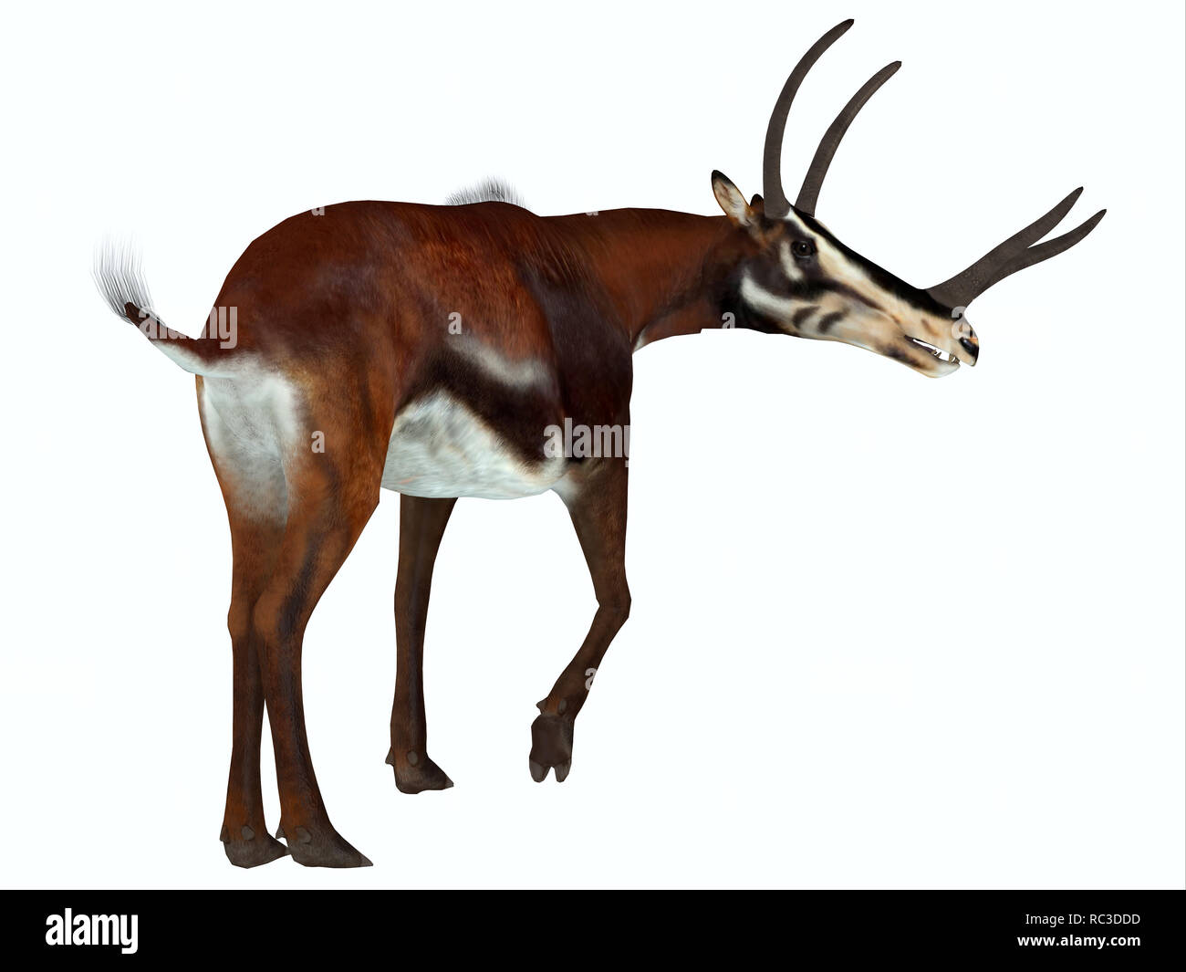 Kyptoceras Mammal - Kyptoceras was an antelope mammal that lived on the ...