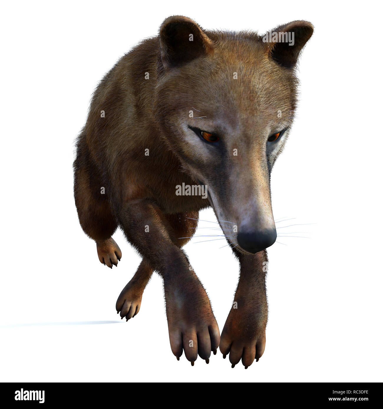 Thylacine Marsupial - The Thylacine marsupial was an extinct predator ...