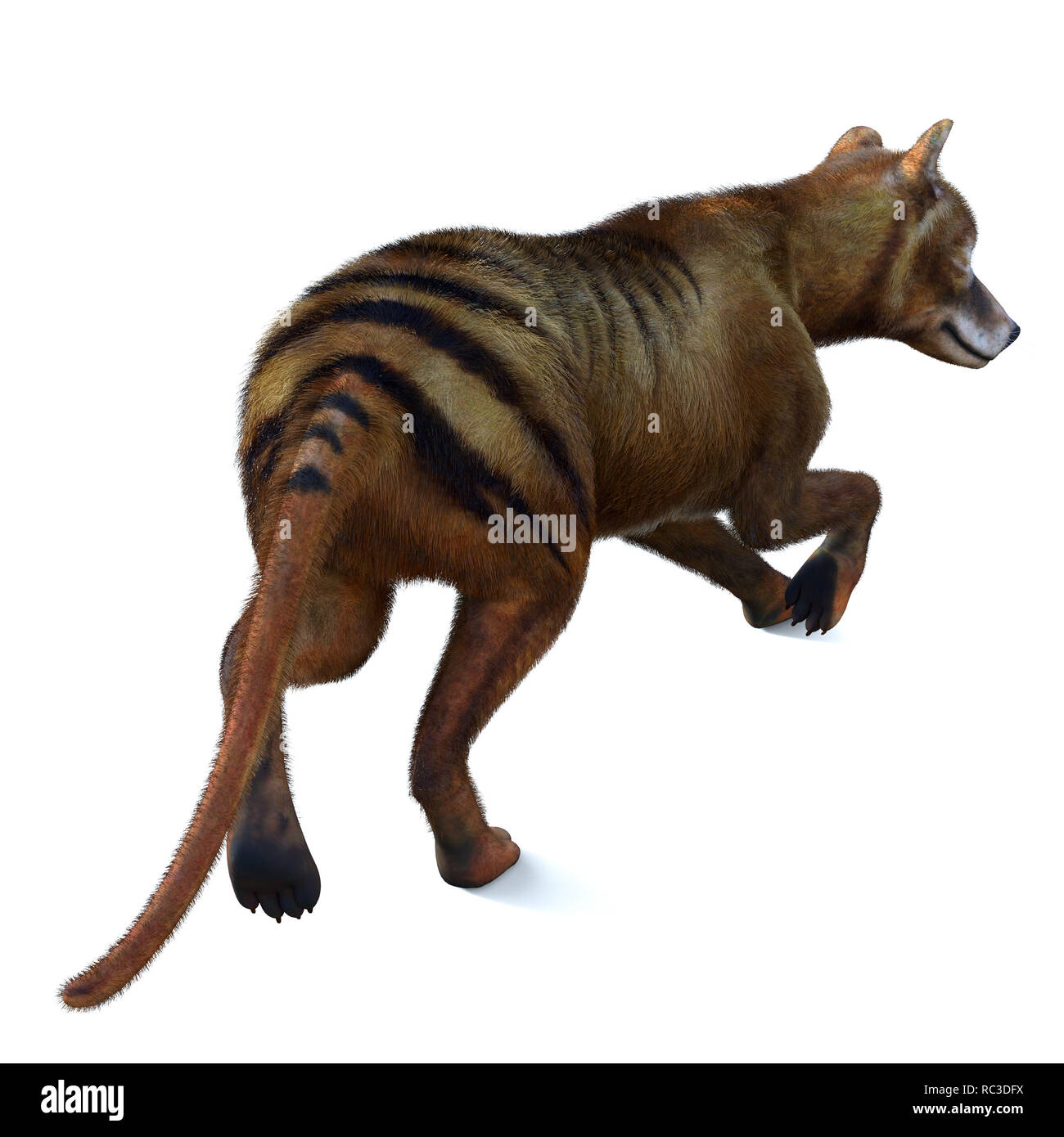 Thylacine Marsupial - The Thylacine marsupial was an extinct predator ...