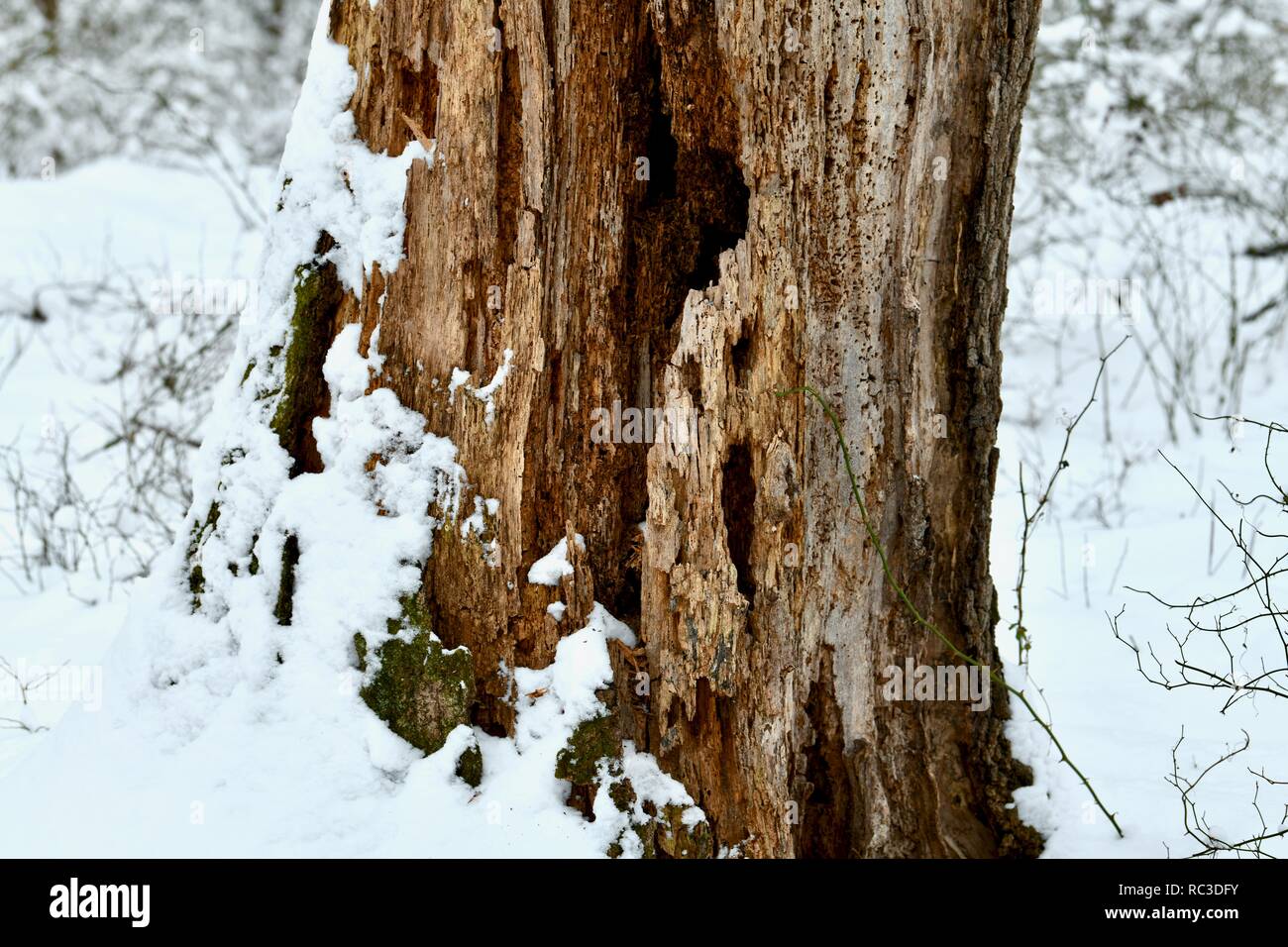 Disease of the tree hi-res stock photography and images - Alamy