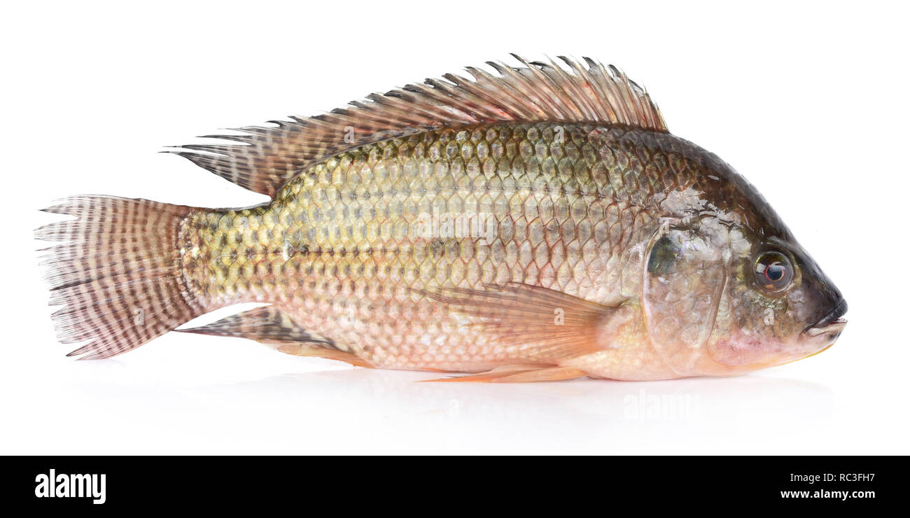 Tilapia fish isolated on white background Stock Photo - Alamy