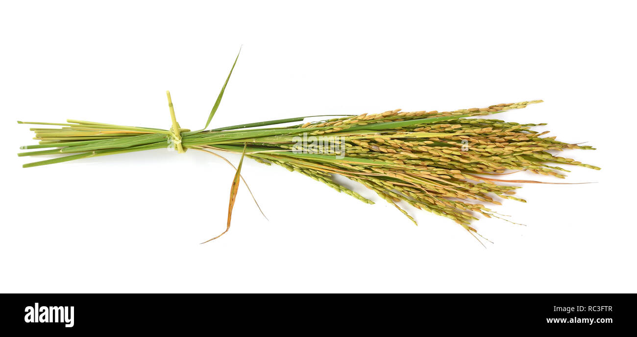 ear of rice on white background Stock Photo - Alamy