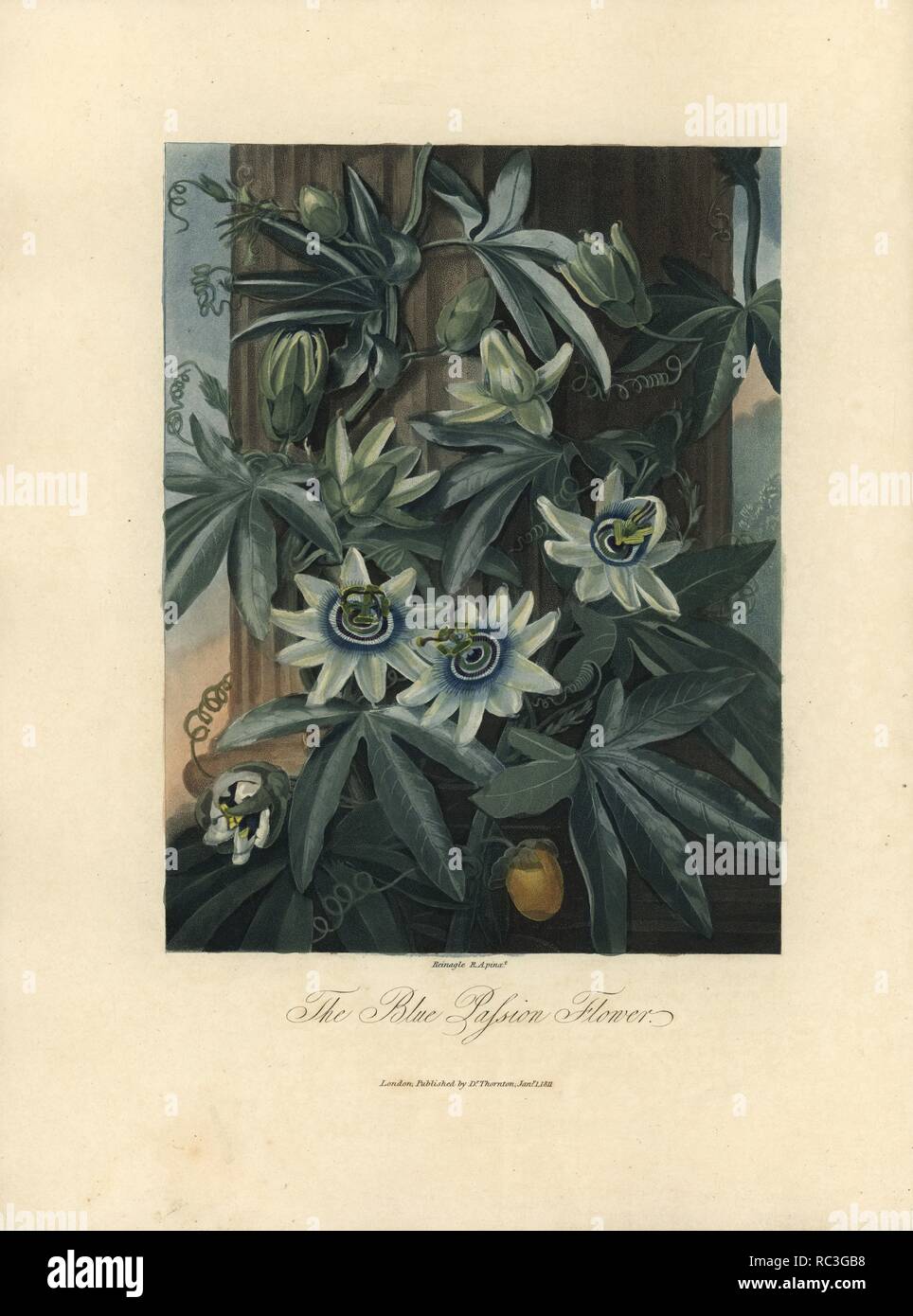 Passiflora caerulea with fruits hi-res stock photography and images - Alamy