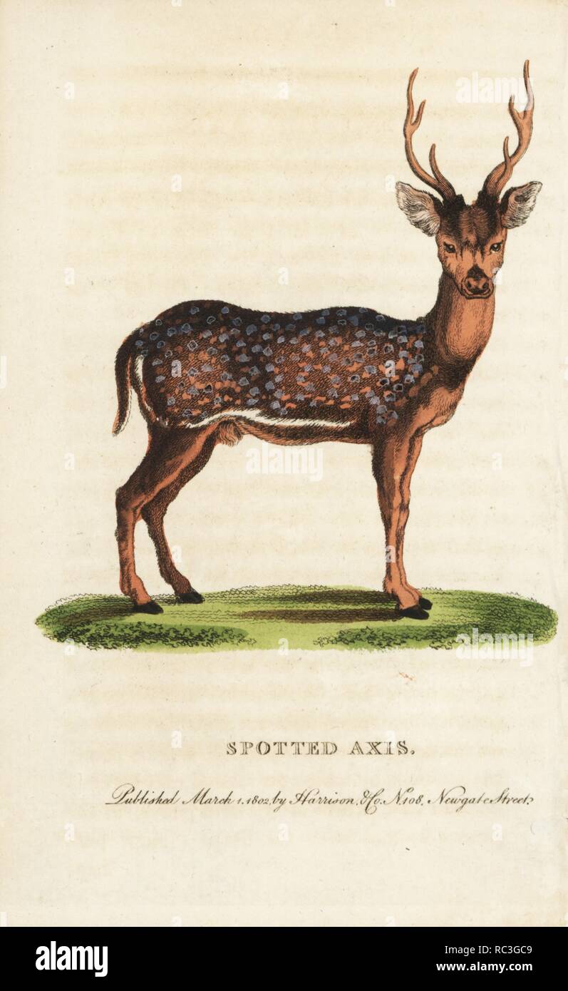 Spotted axis deer, Axis axis. Handcoloured copperplate engraving from ...