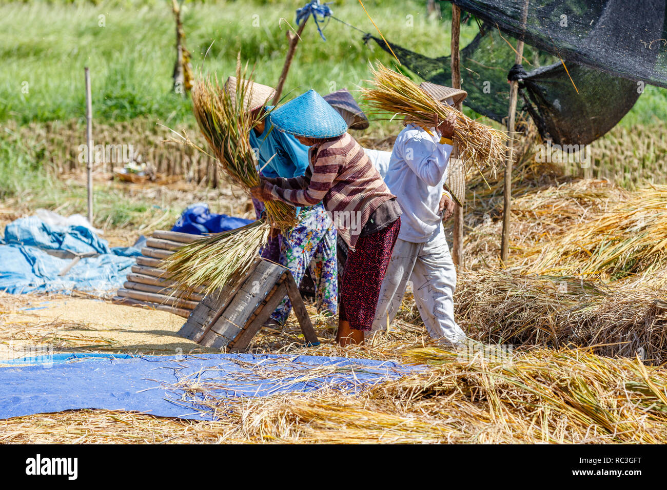 Rice farmers in traditional conical hats beating the rice. Bali ...