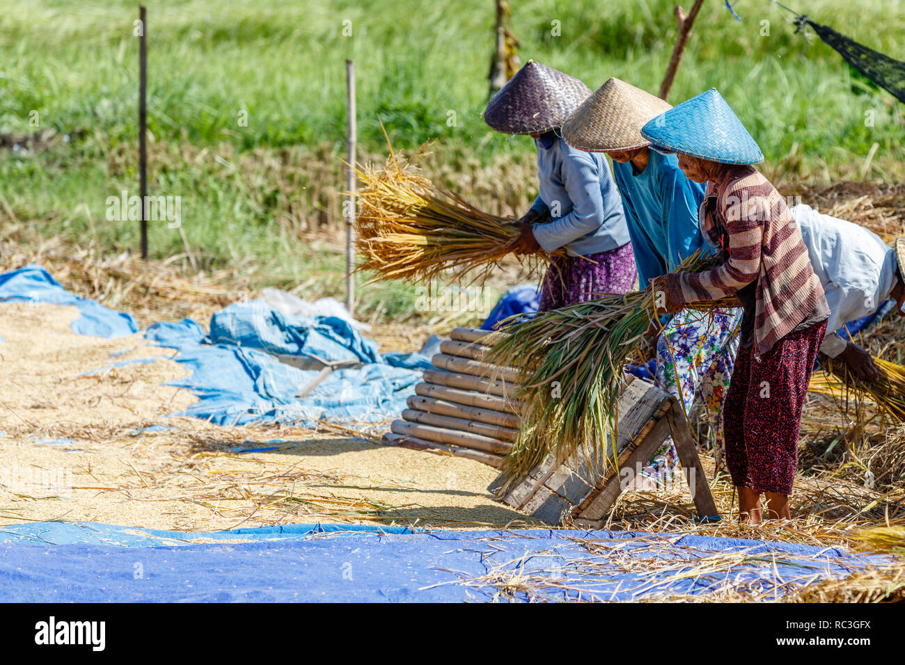 Beating rice in paddy hi-res stock photography and images - Alamy