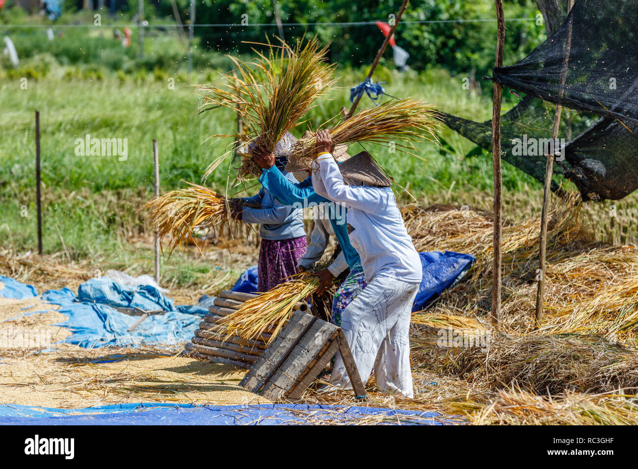 Rice farmers in traditional conical hats beating the rice. Bali ...