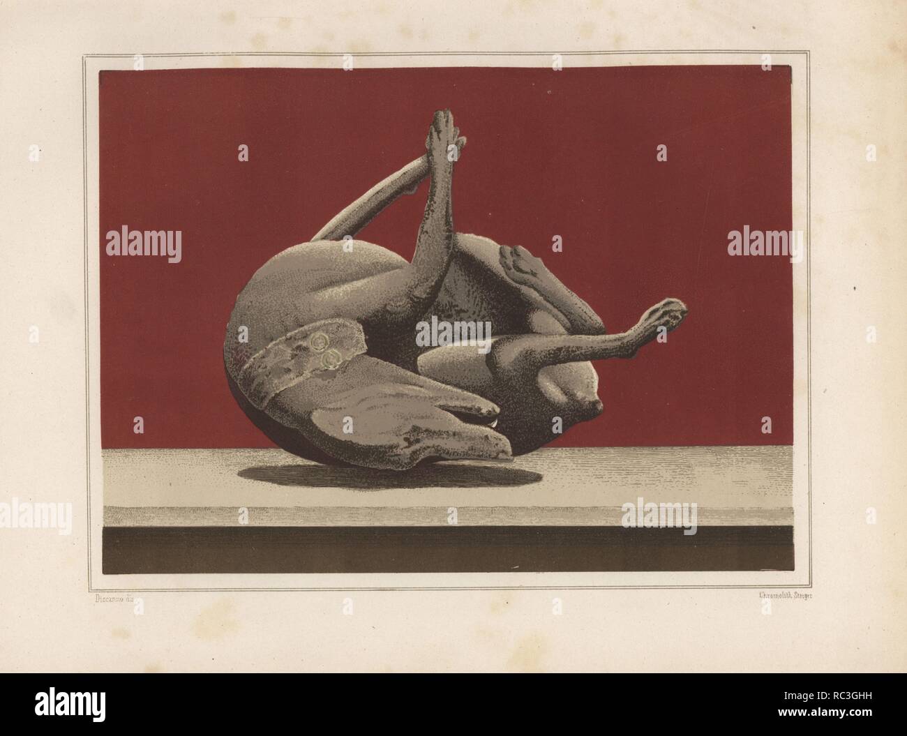 Cast of a dead dog from the House of Vesonius Primus, a fuller ...