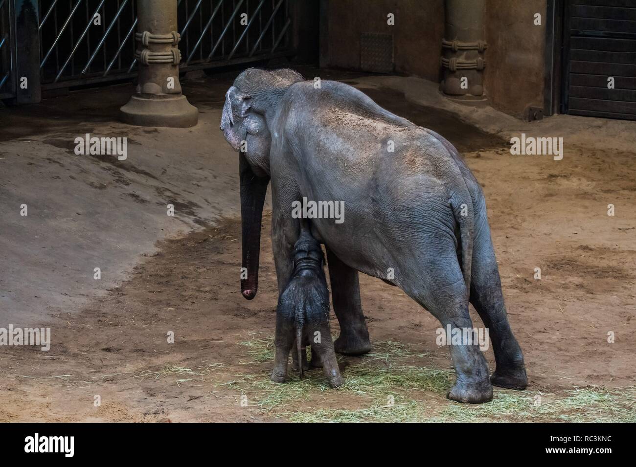Hagenbeck - Elephants - Elephant Baby - Kittens - with coconut water ...