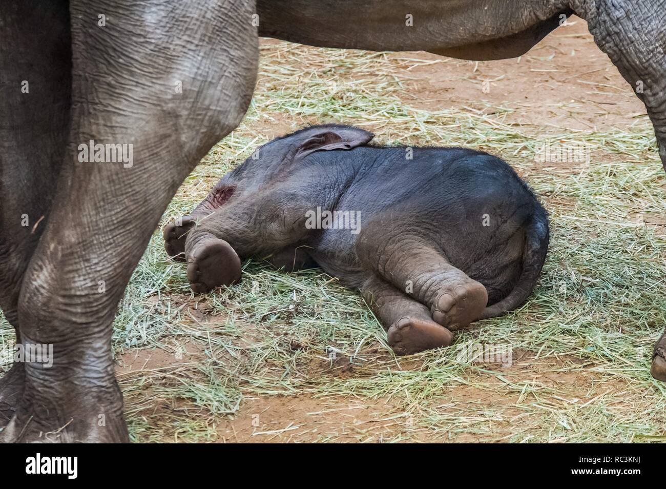 Hagenbeck - Elephants - Elephant Baby - Kittens - with coconut water ...