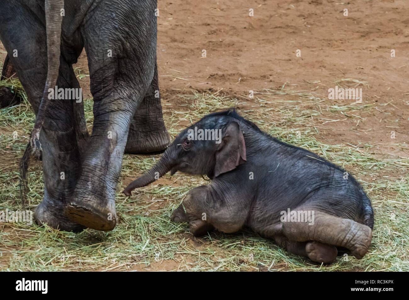 Hagenbeck - Elephants - Elephant Baby - Kittens - with coconut water ...