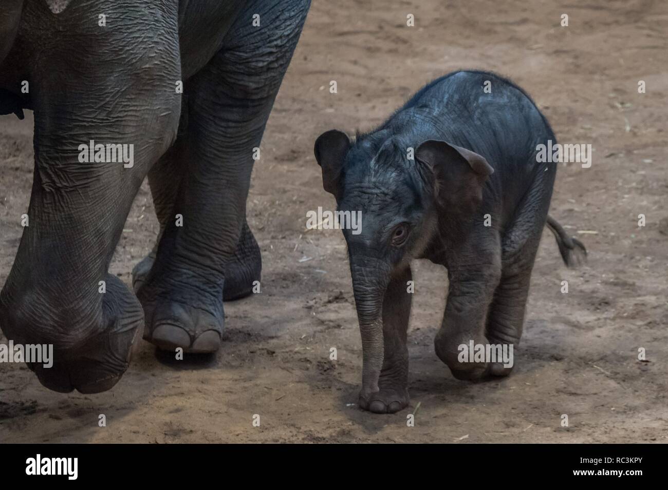 Hagenbeck - Elephants - Elephant Baby - Kittens - with coconut water ...