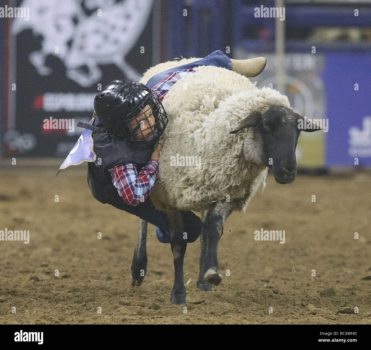 Denver, Colorado, USA. 13th Jan, 2019. A Mutton Bustin Rider holds of ...