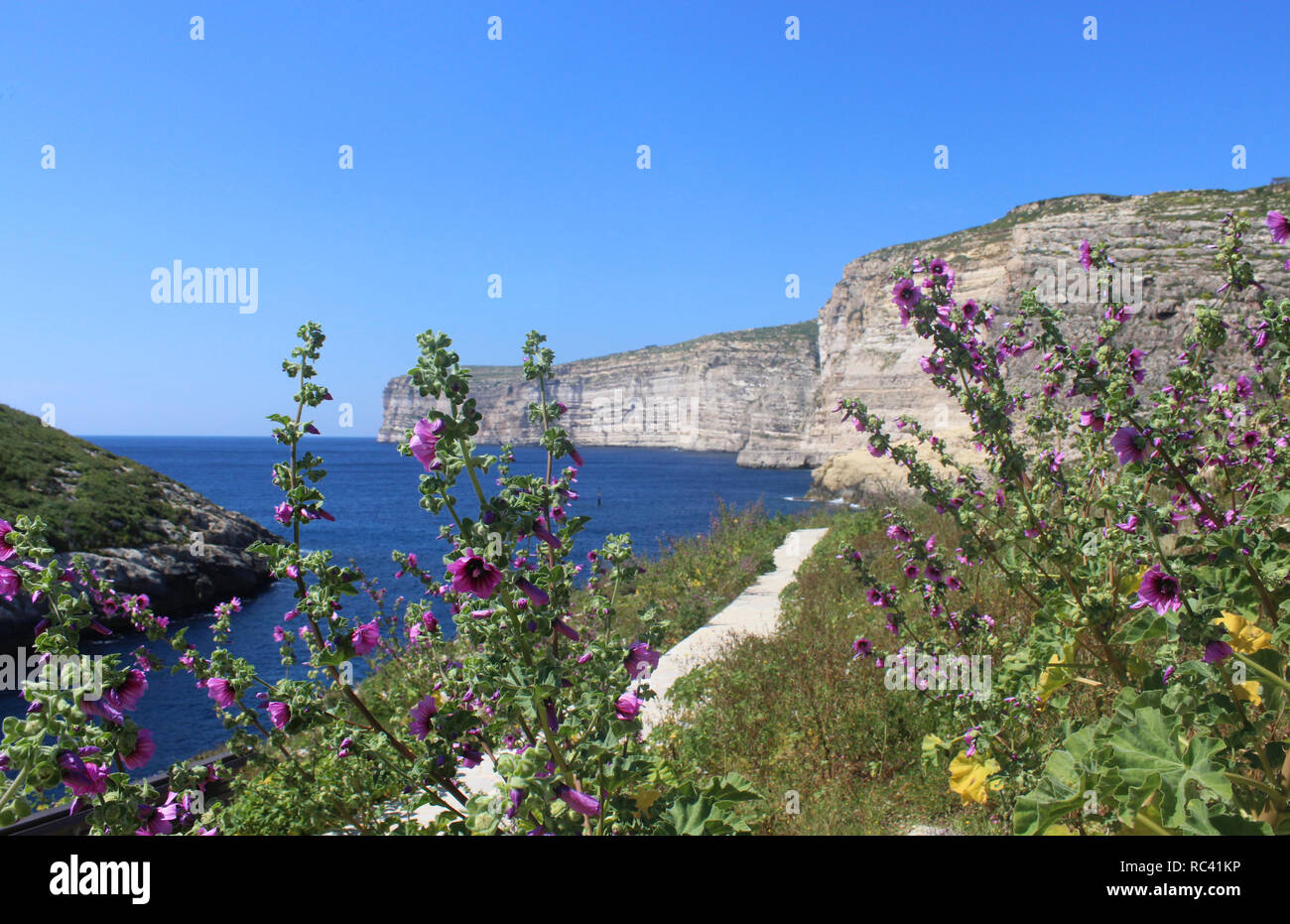 Spring flowers in malta hi-res stock photography and images - Alamy