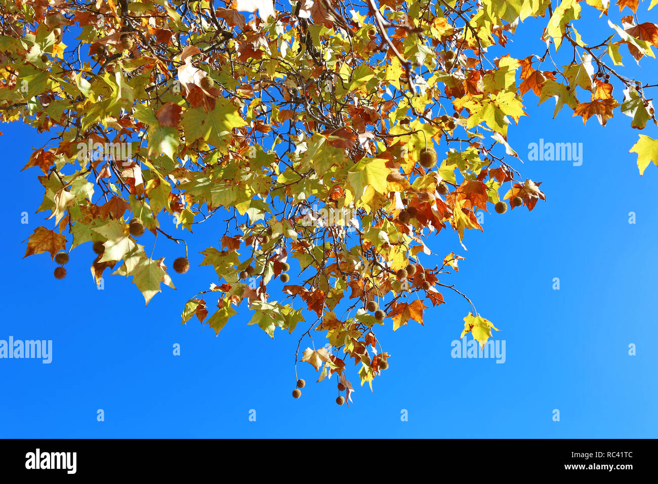 autumn trees with red leaves at Hyde park London city Stock Photo - Alamy