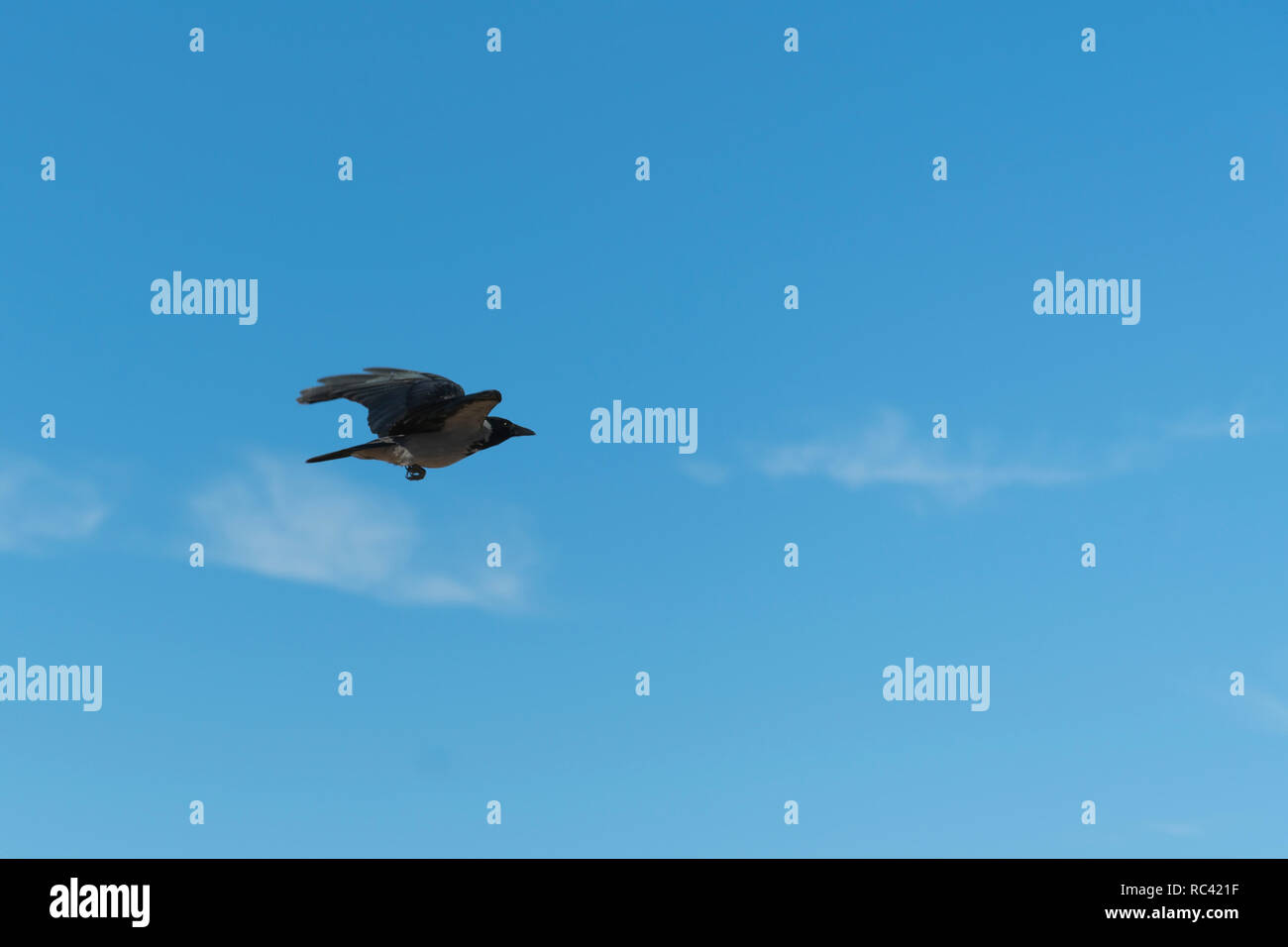 Crow flying against the blue sky Stock Photo - Alamy