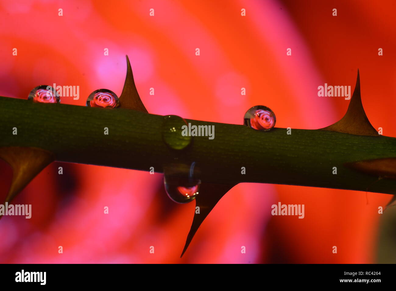 drop of water with reflection Stock Photo - Alamy