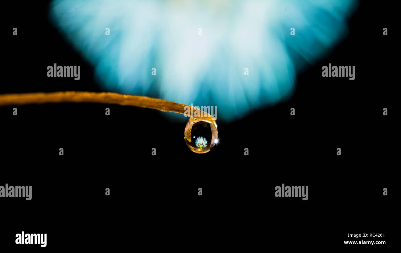 drop of water with reflection Stock Photo - Alamy