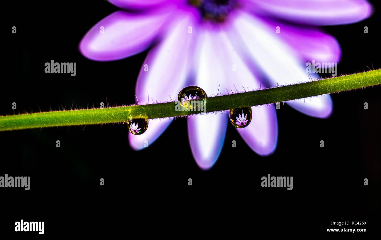 drop of water with reflection Stock Photo - Alamy