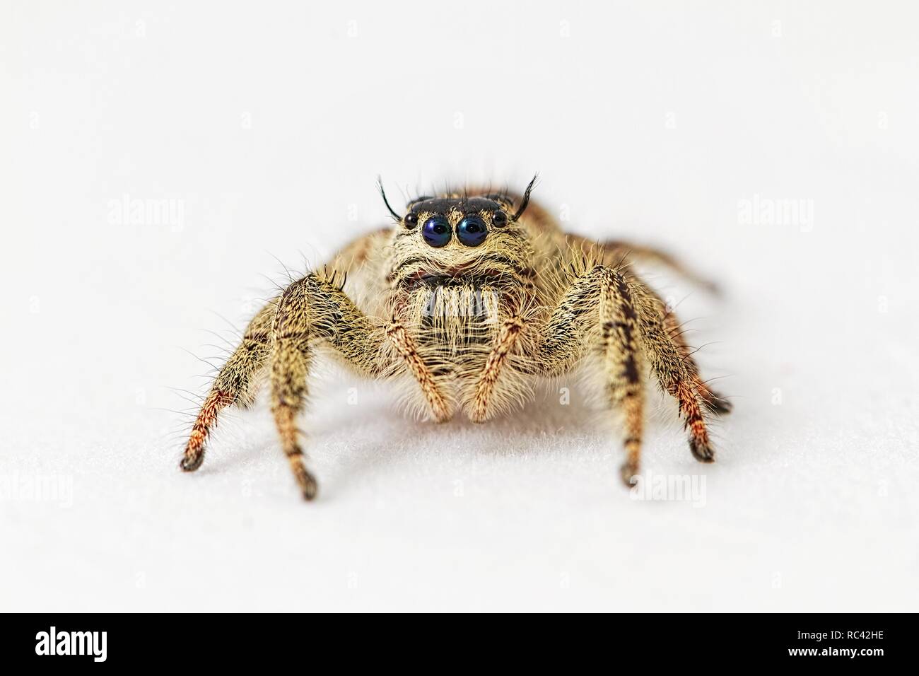 Hyllus hi-res stock photography and images - Alamy